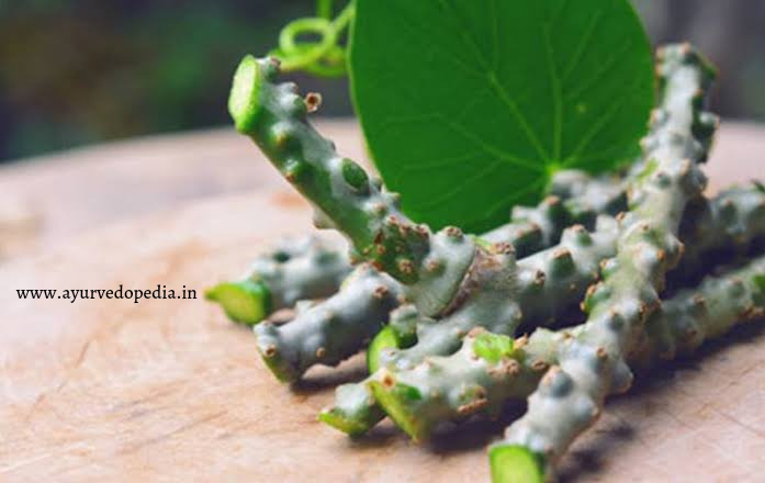 Giloy - Medicinal Properties and Benefits - Ayurvedopedia